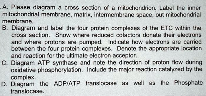 A. Please diagram a cross section of a mitochondrion. Label the inner ...