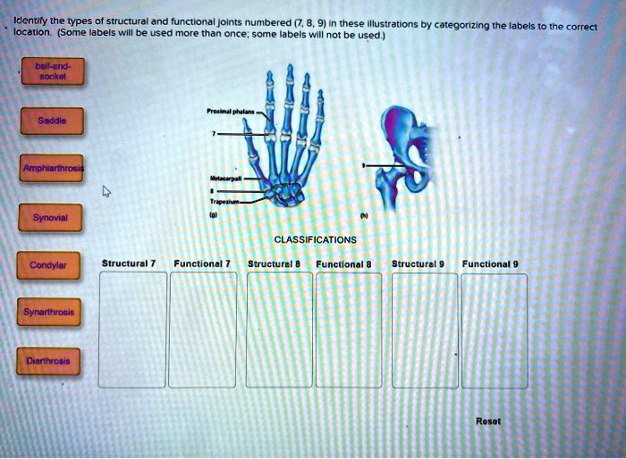 Solved Identify The Types Of Structure And Funtional Joints Numbered