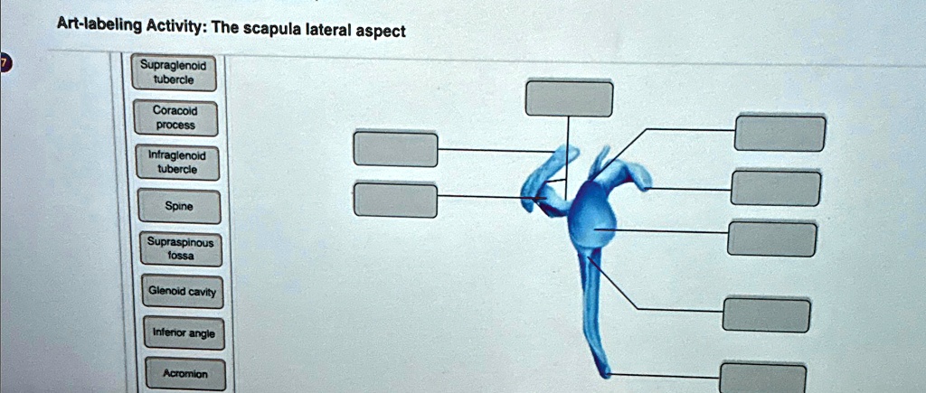 art labeling activity the scapula lateral aspect supraglenoid tubercle ...