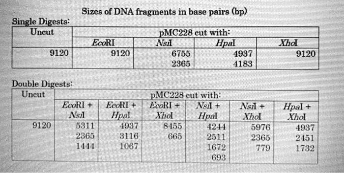 sizes of dna fragments in base pairs bp single digests uncut pmc228 cut ...