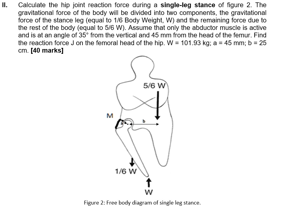 II. Calculate the hip joint reaction force during a single-leg stance ...