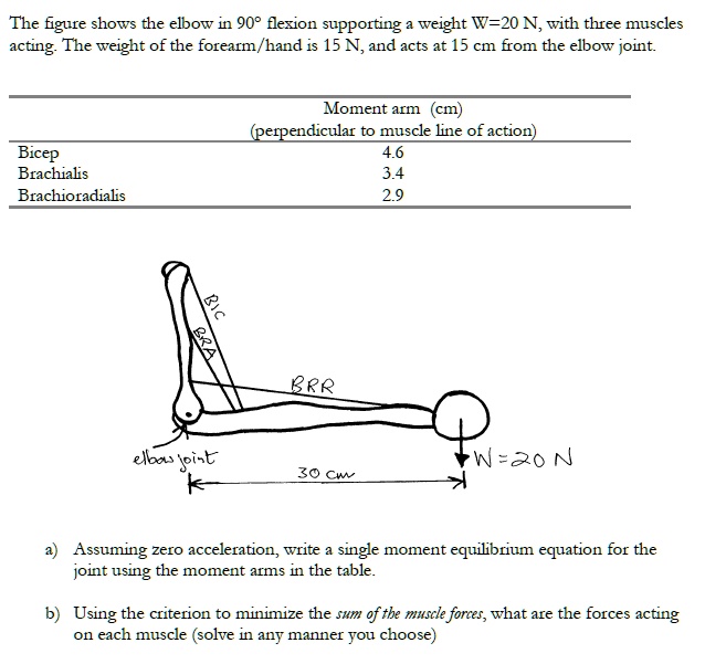 The figure shows the elbow in 90° flexion supporting a weight W=20 N ...
