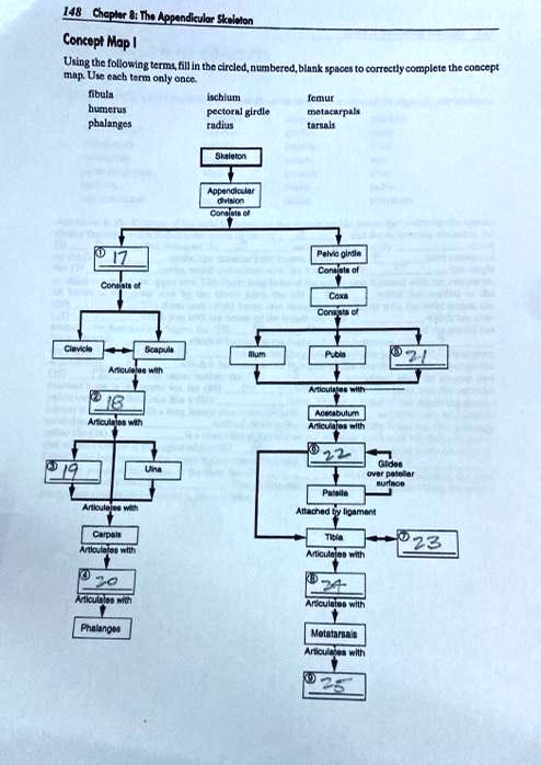 SOLVED: 148Chcpter :The Appendicular Skeloton Concept MapI map Use cach ...