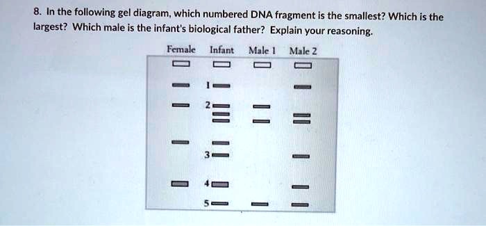 8. In the following gel diagram, which numbered DNA fragment is the ...