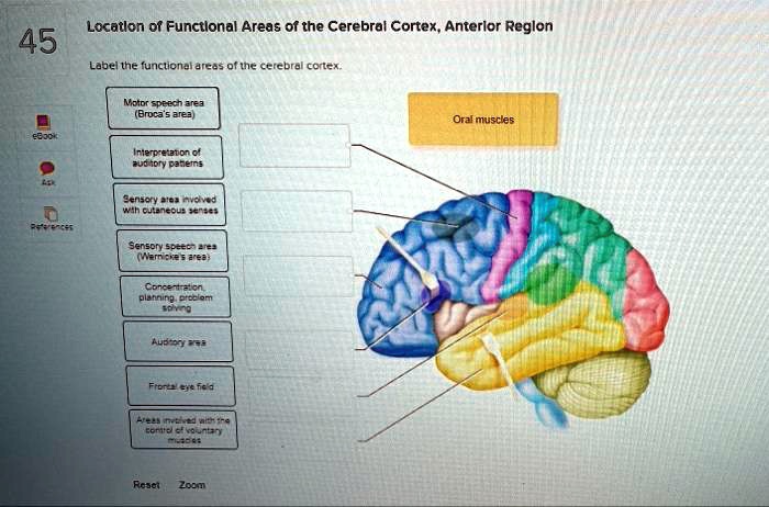[GET ANSWER] Location of Functional Areas of the Cerebral Cortex ...