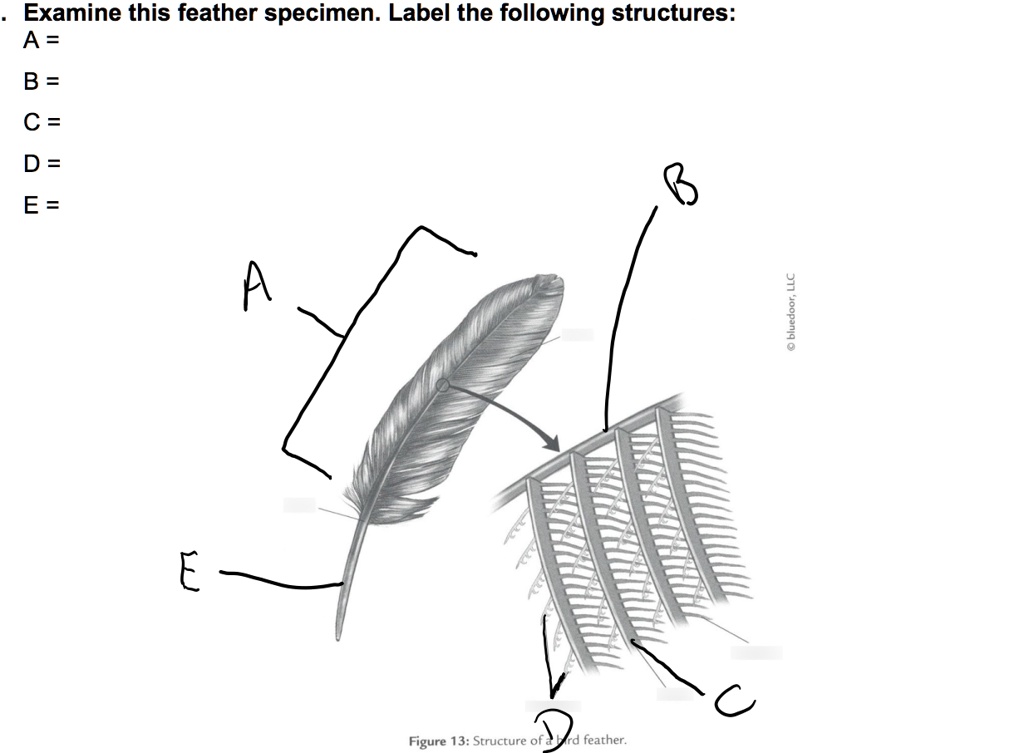SOLVED: Examine this feather specimen: Label the following structures: A = B = C = D E= 9 ...