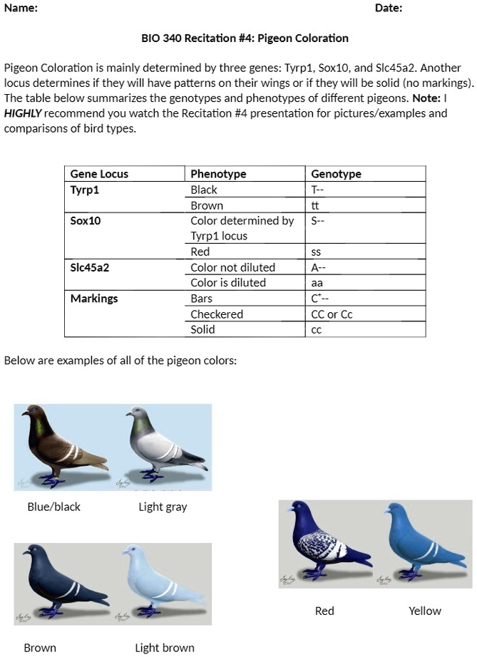 SOLVED: Name: Date: BIO 340 Recitation #4: Pigeon Coloration Pigeon ...