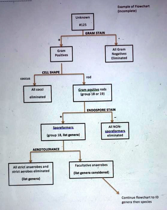 Gram Positives CELL SHAPE COCCUS All cocci eliminated Unknown #125 GRAM ...
