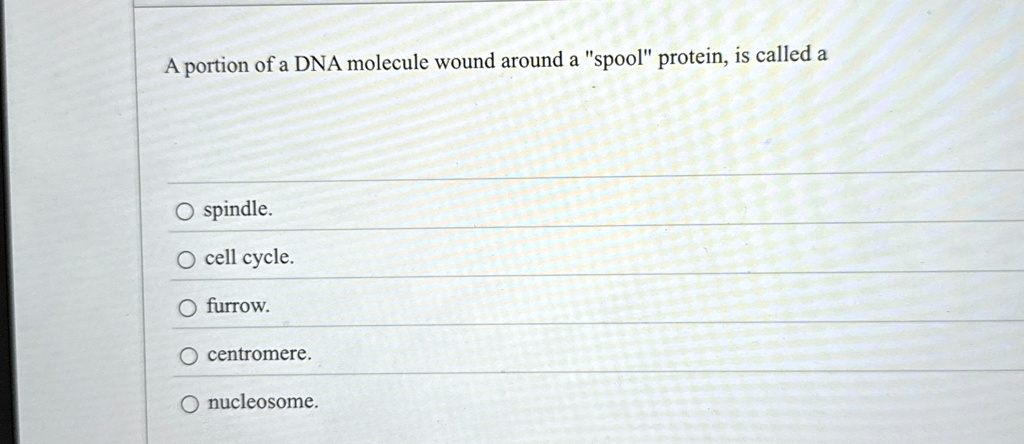 A portion of a DNA molecule wound around a "spool" protein,...
