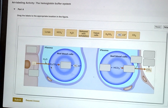 Art-labeling Activity: The hemoglobin buffer system ? Part A Drag the ...