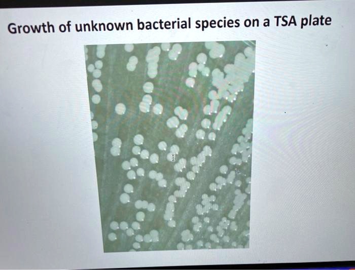 SOLVED: Growth of unknown bacterial species on a TSA plate