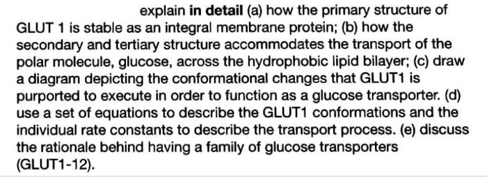 SOLVED: explain in detail (a) how the primary structure of GLUT 1 is ...