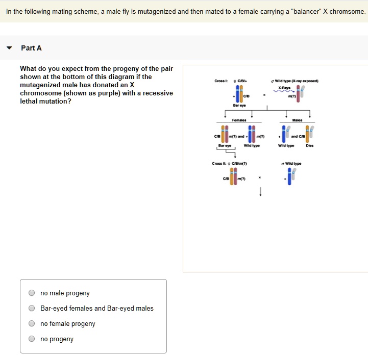 SOLVED: In the following mating scheme, the male fly is mutagenized and ...