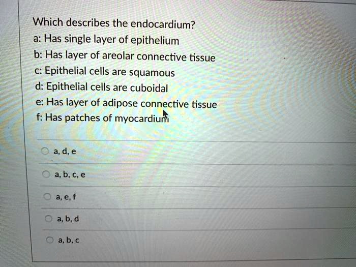 Which describes the endocardium? a: Has single layer of epithelium b ...
