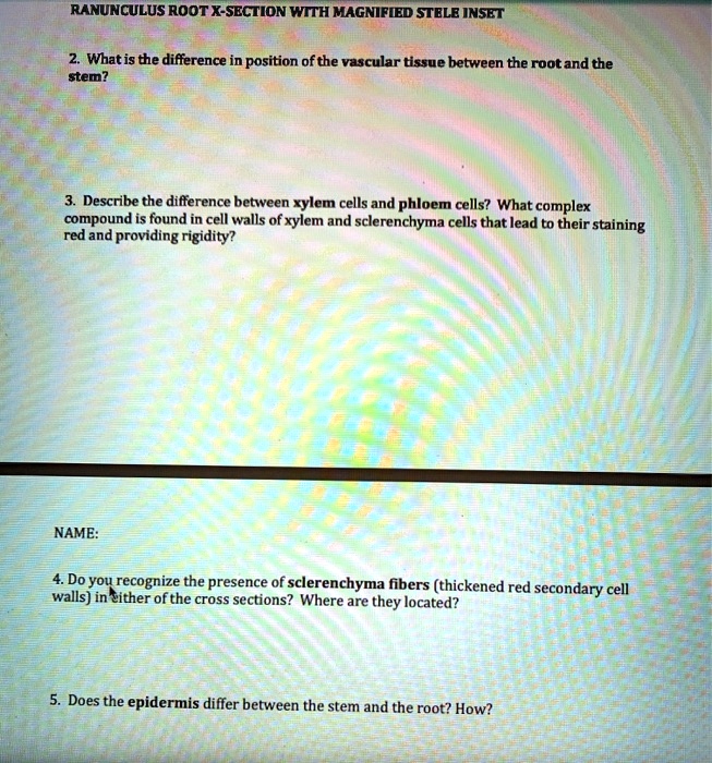 SOLVED: RANUNCULUS ROOT X-SECTION WITH MAGNIFIED STELE INSET What is ...