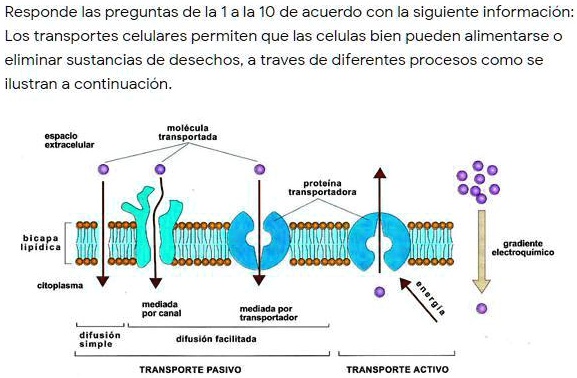 9 la membrana celular es semipermeable y selectiva porque doy corona 1 ...