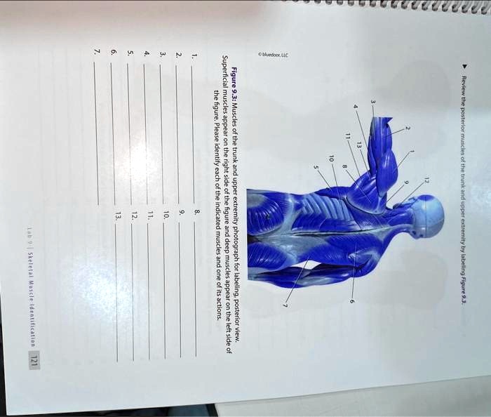 bluedoor, LLC Review the posterior muscles of the trunk and upper ...