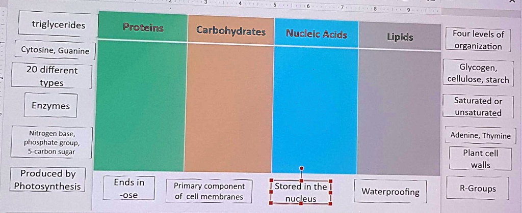 triglycerides Cytosine, Guanine 20 different types Enzymes Nitrogen ...
