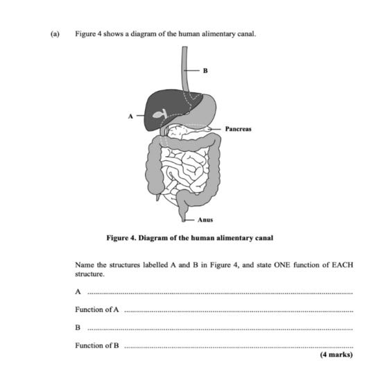 [GET ANSWER] (a) Figure 4 shows a diagram of the human alimentary canal. Figure 4. Diagram of ...