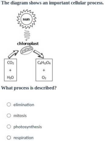 The diagram shows an important cellular process. What process is ...