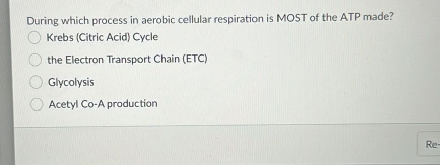 During which process in aerobic cellular respiration is MOST of the ATP ...