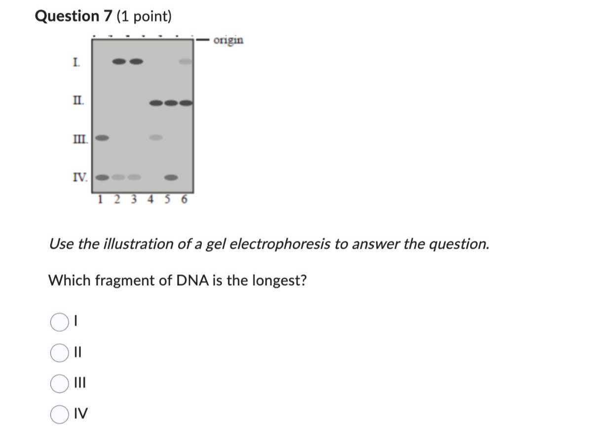 question 7 1 point use the illustration of a gel electrophoresis to ...