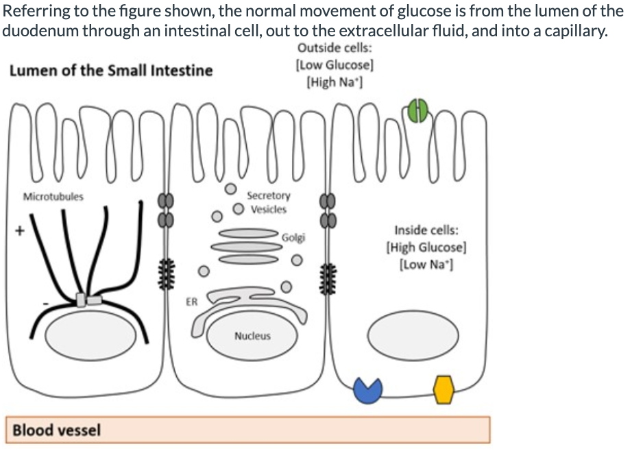 referring to the figure shown the normal movement of glucose is from ...