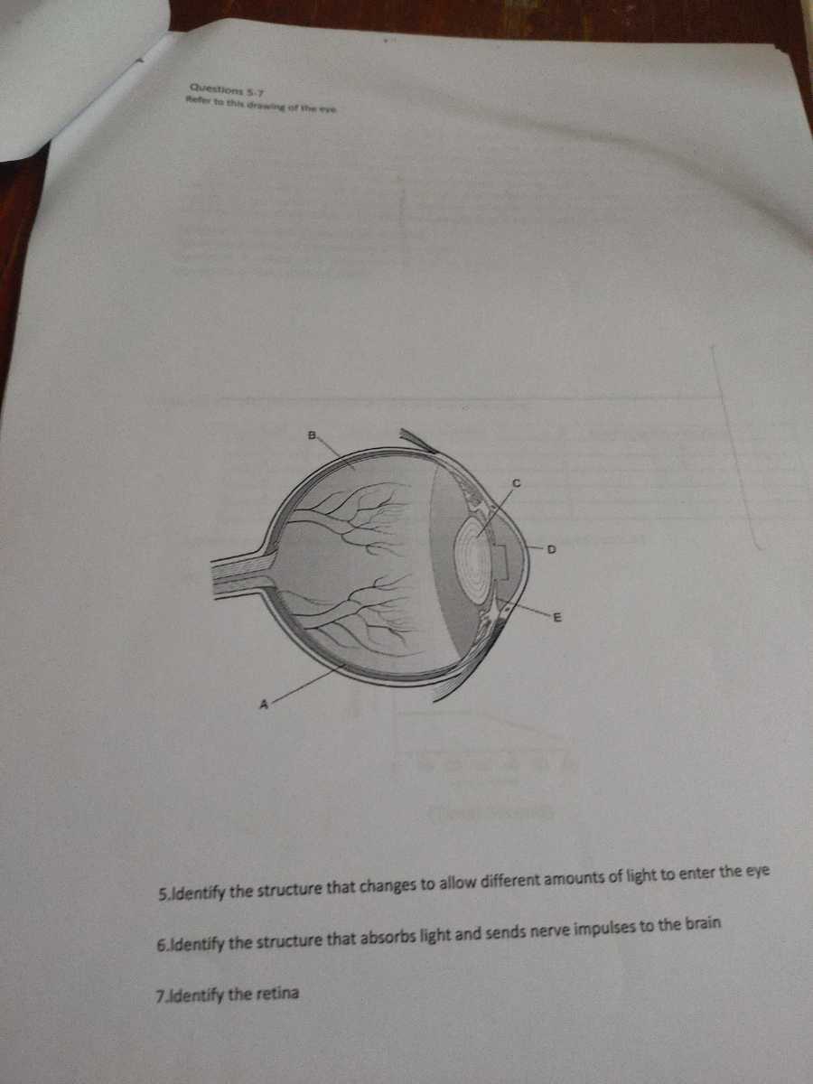 question 57 5identify the structure that changes to allow different ...