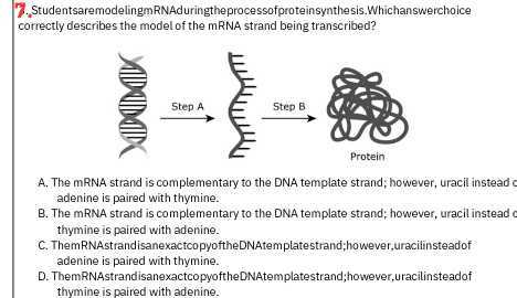 77 studentsaremodelingmrnaduringtheprocessofproteinsynthesis ...