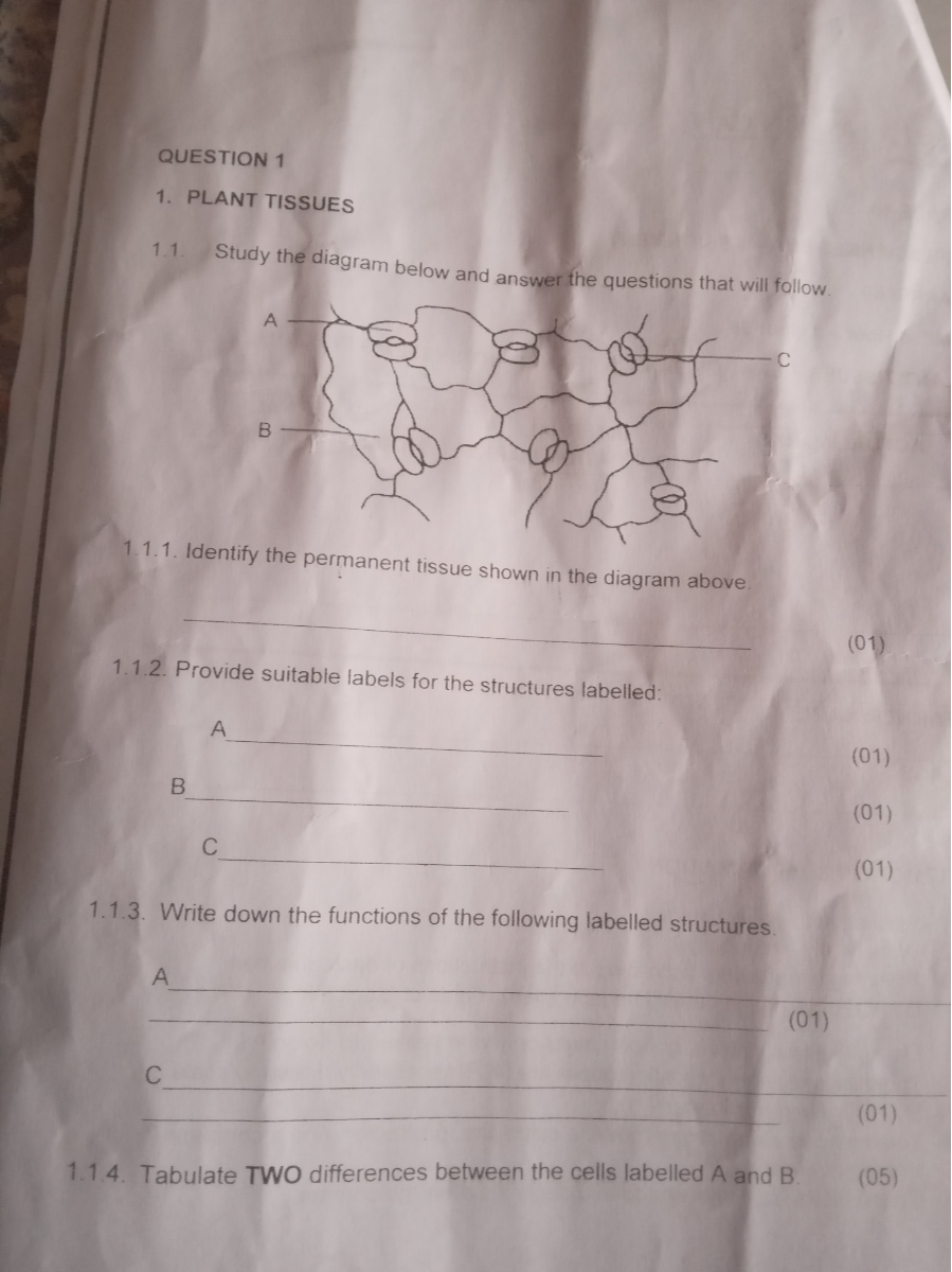 QUESTION 1 1. PLANT TISSUES 1.1. Study the diagram below and answer the ...