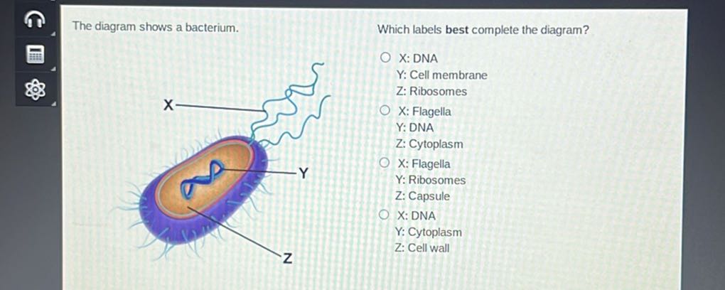 The diagram shows a bacterium. Which labels best complete the diagram ...