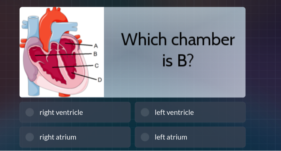 Which chamber is B ? right ventricle left ventricle right atrium left ...