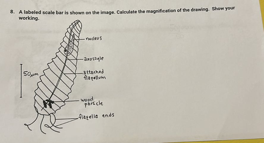 8. A labeled scale bar is shown on the image. Calculate the ...