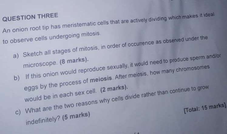 An onion root tip has meristematic cells that are actively dividing ...