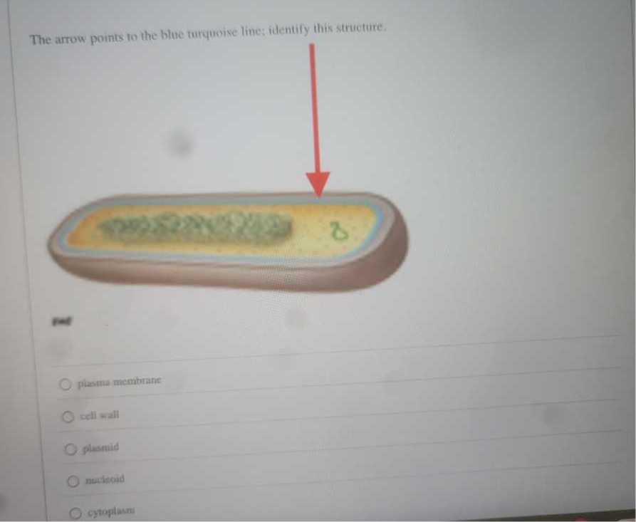 the arrow points to the blete turyusise lines identify this structure 1 plasme memtrane ocli n ...