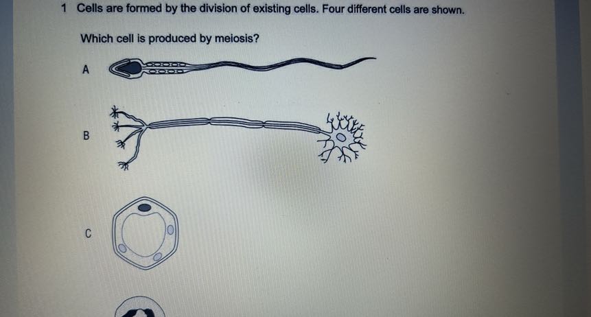 1 Cells are formed by the division of existing cells. Four different ...