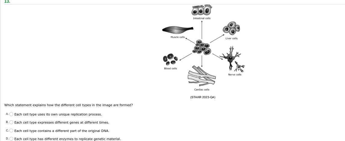 13 staar 2023 q4 which statement explains how the different cell types ...