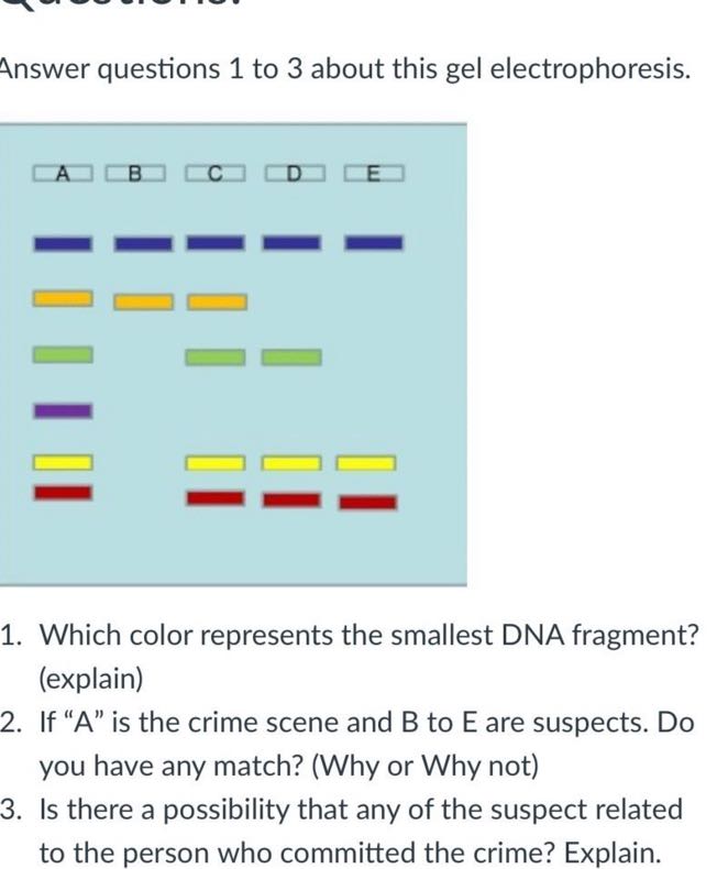 Answer questions 1 to 3 about this gel electrophoresis. 1. Which color ...