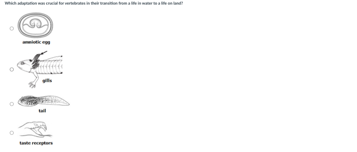 which adaptation was crucial for vertebrates in their transition from a ...