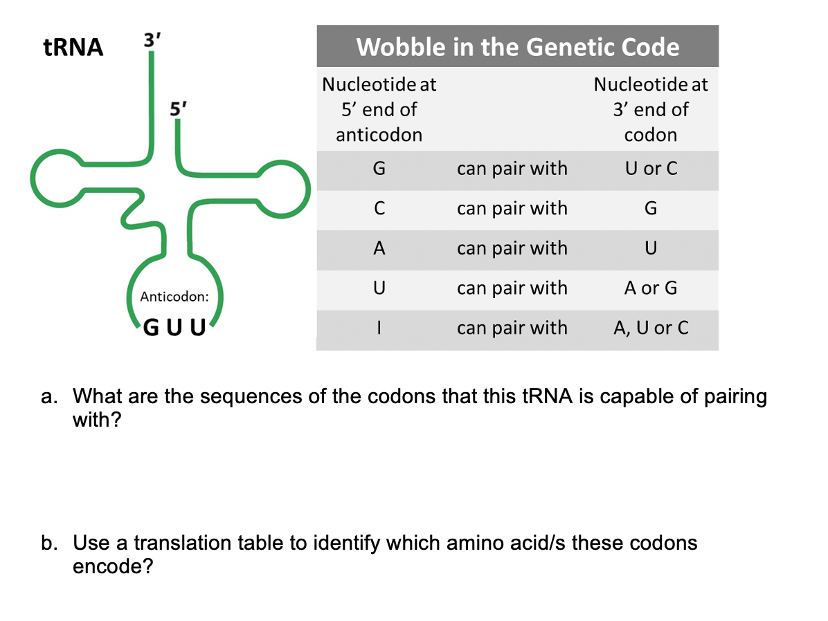 a. What are the sequences of the codons that this tRNA is capable of pairing with? b. Use a ...