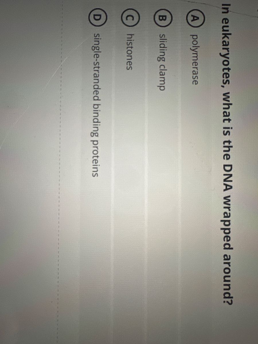 In Eukaryotes What Is The Dna Wrapped Around A Polymerase B Sliding Clamp C Histones D Single
