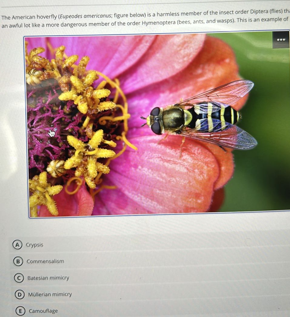 the american hoverfly eupeodes americanus figure below is a harmless member of the insect order ...