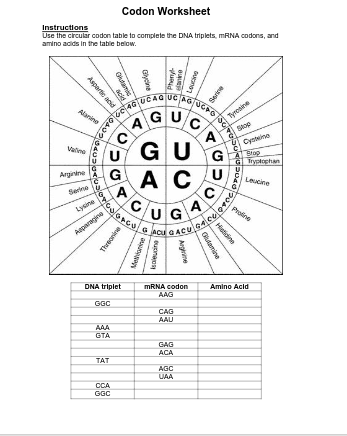 codon worksheet instructions use the chrcular codon table to complete ...