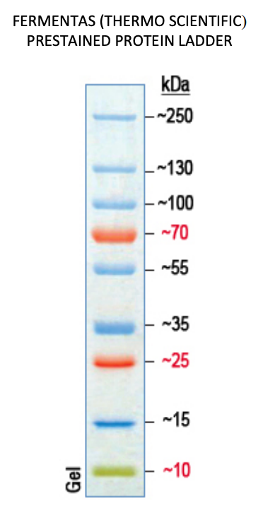 FERMENTAS (THERMO SCIENTIFIC) PRESTAINED PROTEIN LADDER
