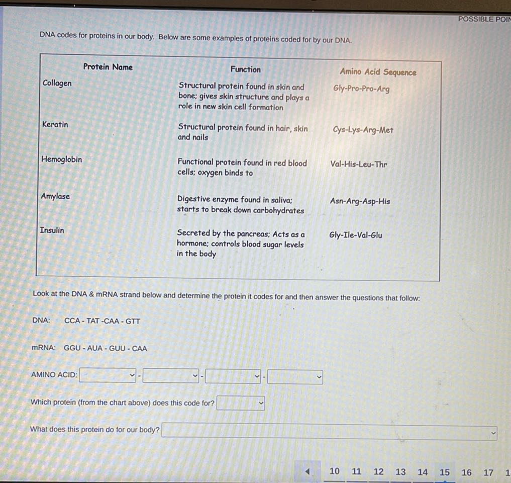 POSSIBLE POIN DNA codes for proteins in our body. Below are some ...