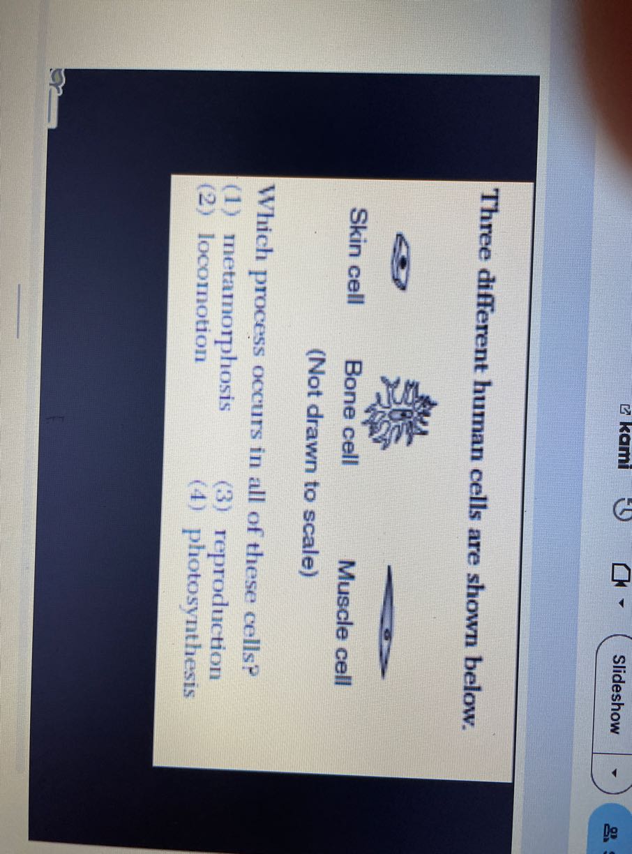 Slideshow Three different human cells are shown below. Skin cell Bone ...