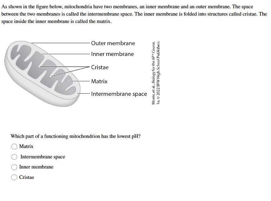as shown in the figure below mitochondria have two membranes an inner ...