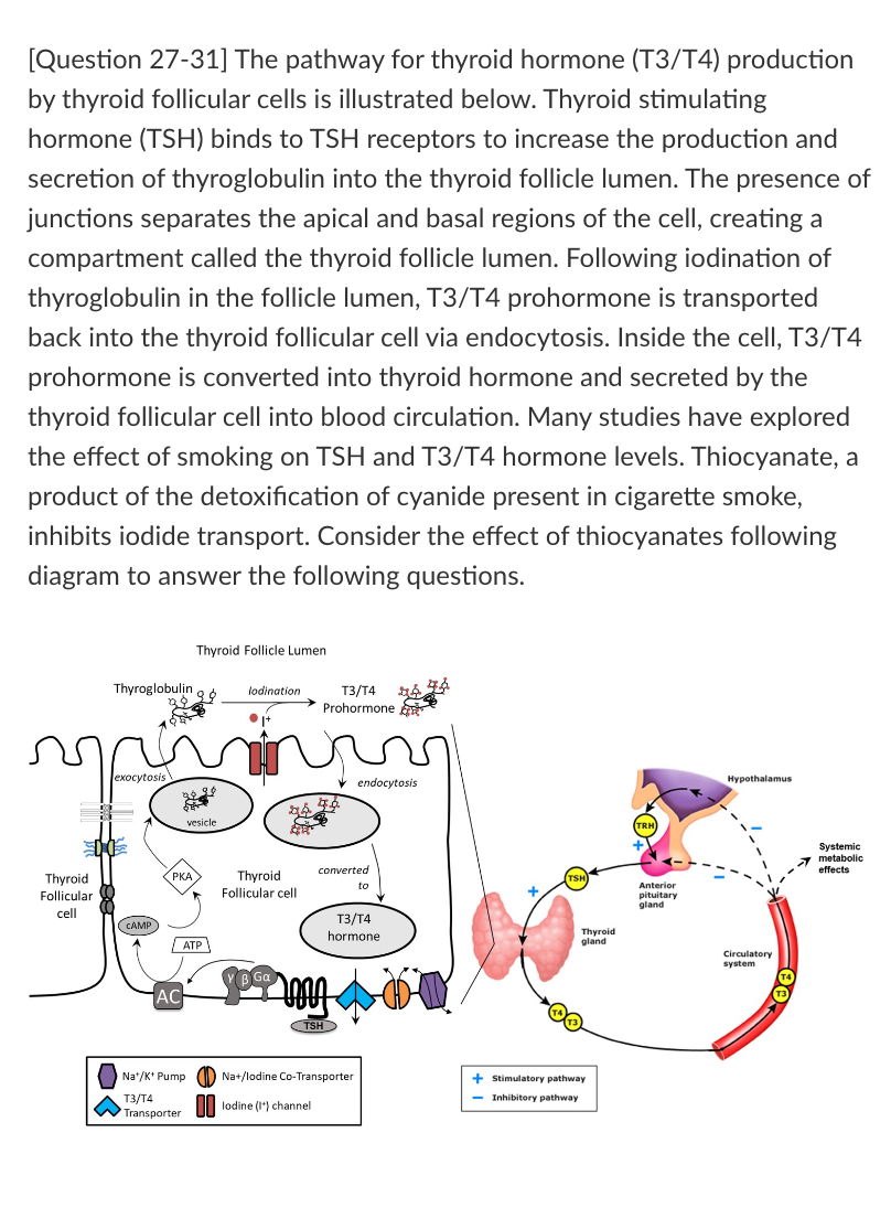 [Question 27-31] The pathway for thyroid hormone (T3/T4) production by ...