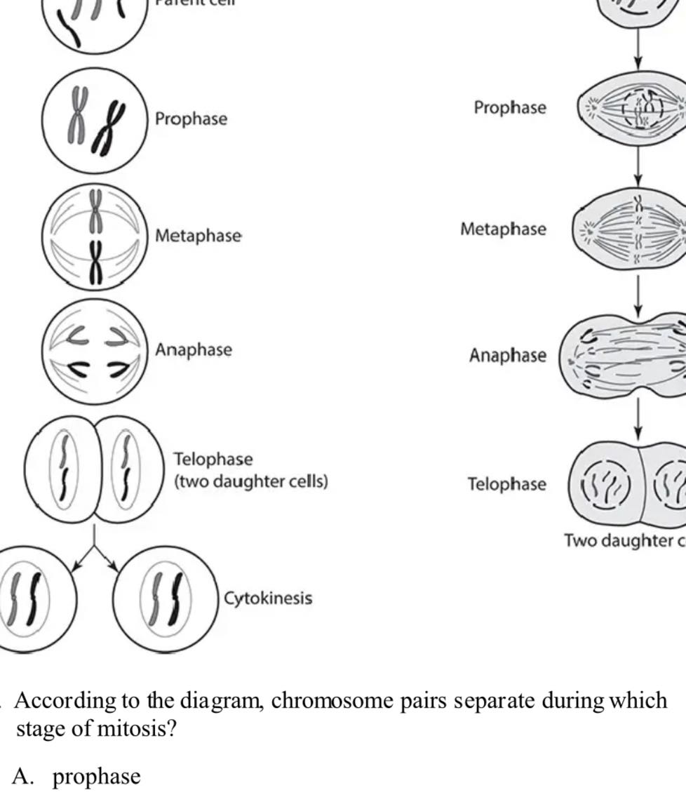 According to the diagram, chromosome pairs separate during which stage ...