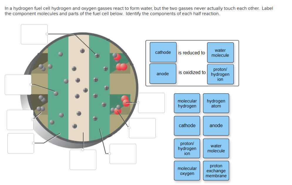 In a hydrogen fuel cell hydrogen and oxygen gasses react to form water ...